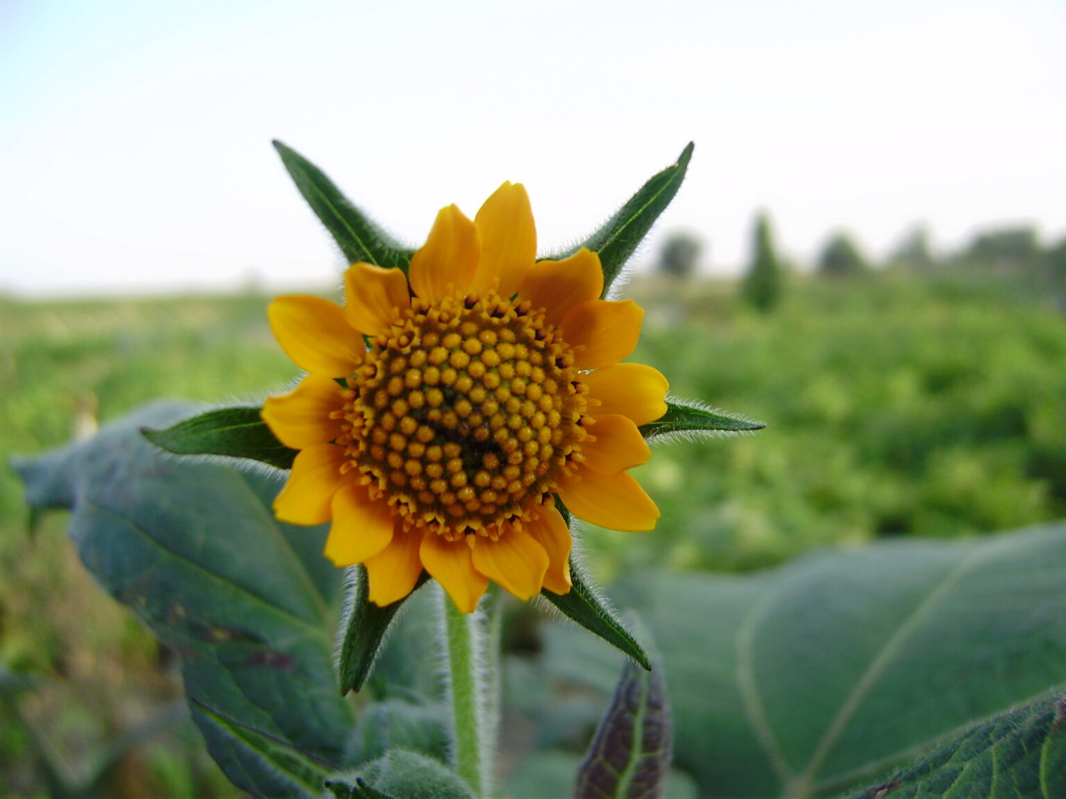 Secretos de la escritura ancestral: Paleografía Jurchen